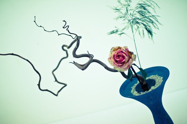 Hanakotoba - meaning of flowers in Japanese | Suki Desu