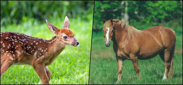 Baka: The Real Meaning of the Word in Japanese