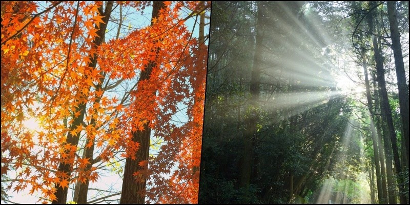 Komorebi: the beauty of light that filters through the leaves | Suki Desu