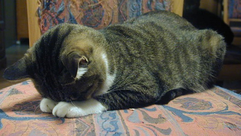 Dogeza: The Japanese Way of Apologizing