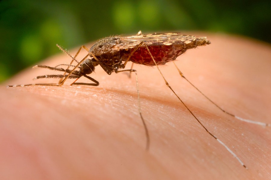 14 most contagious and deadliest diseases in Japan | Suki Desu