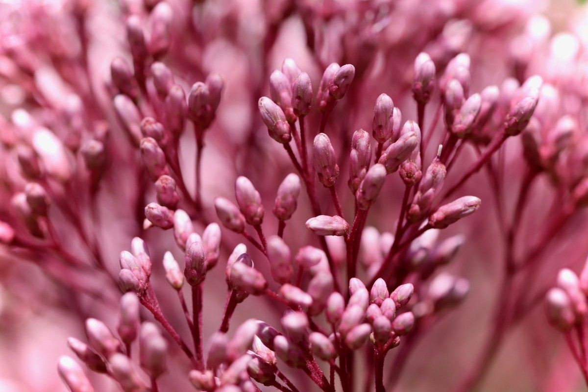 50 popular Japanese flowers and their meanings. | Suki Desu