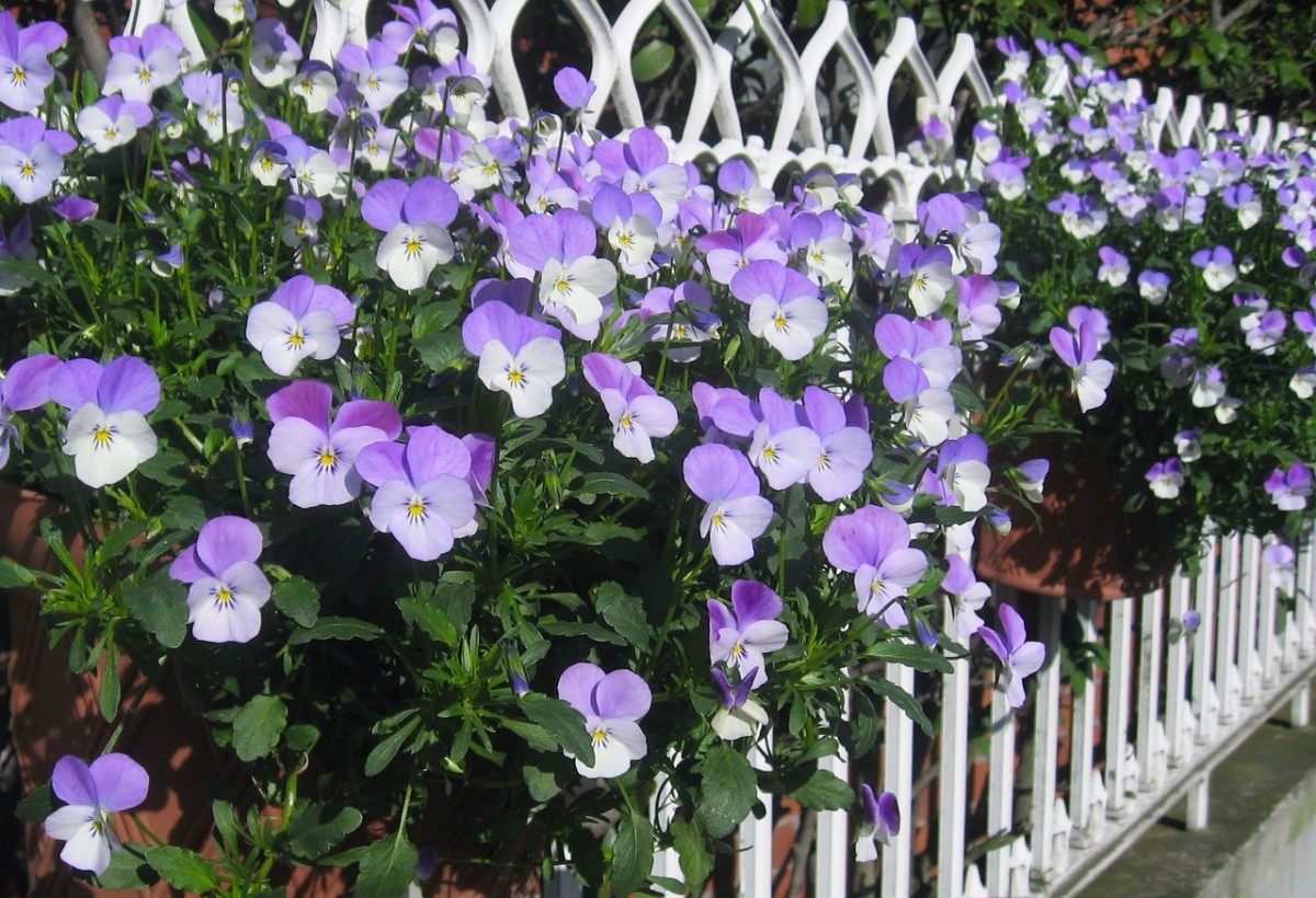 50 popular Japanese flowers and their meanings. | Suki Desu