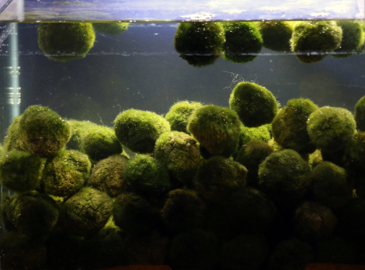 Marimo Algen pflegen & nutzen | Suki Desu