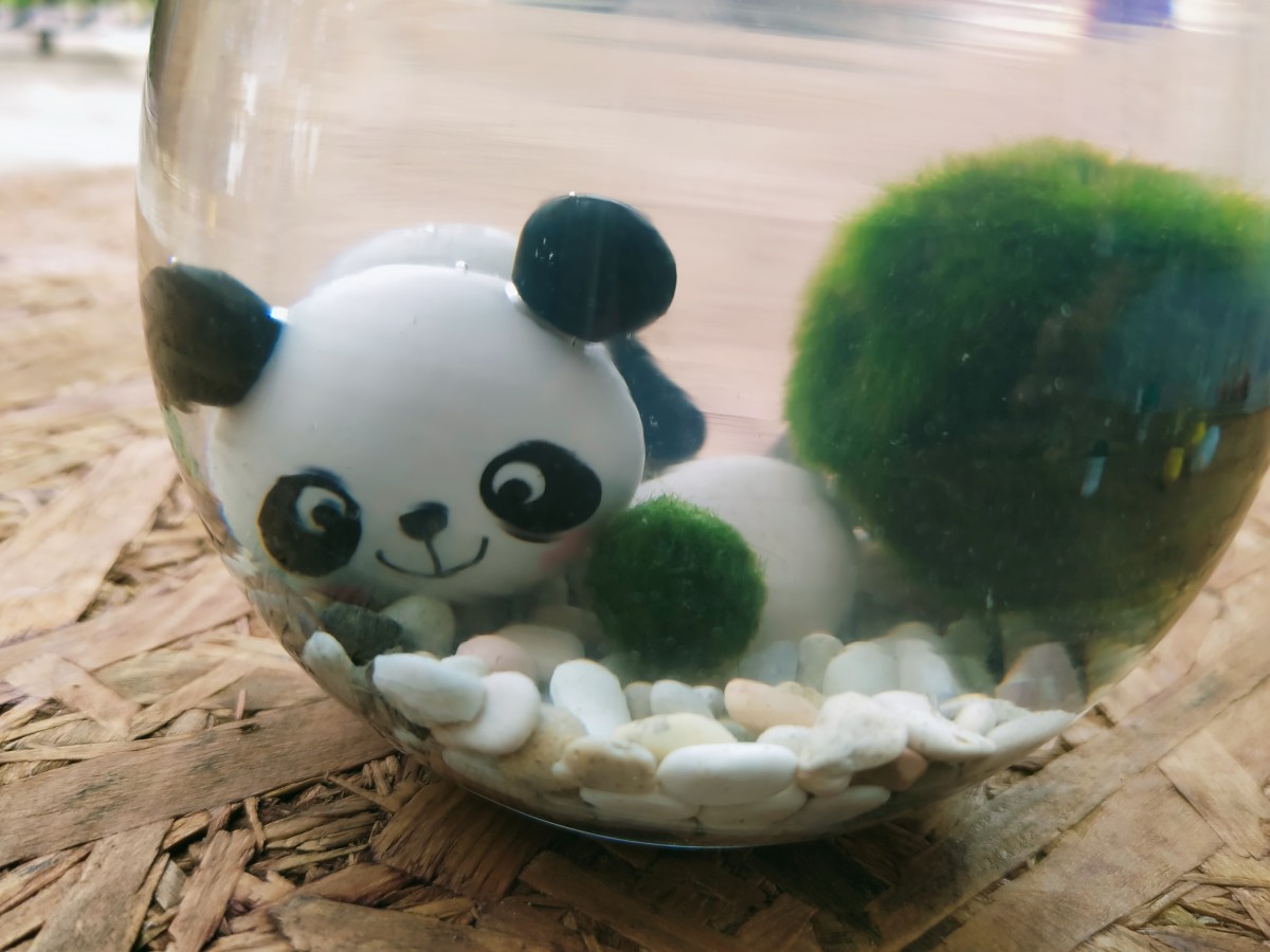 Marimo: the charming moss ball | Suki Desu
