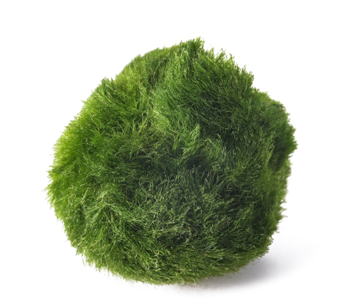 Marimo: the charming moss ball | Suki Desu