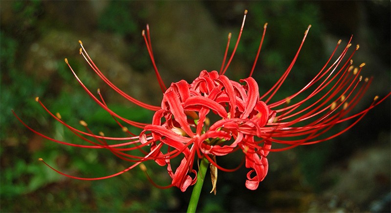 Higanbana - the somber spider lily | Suki Desu